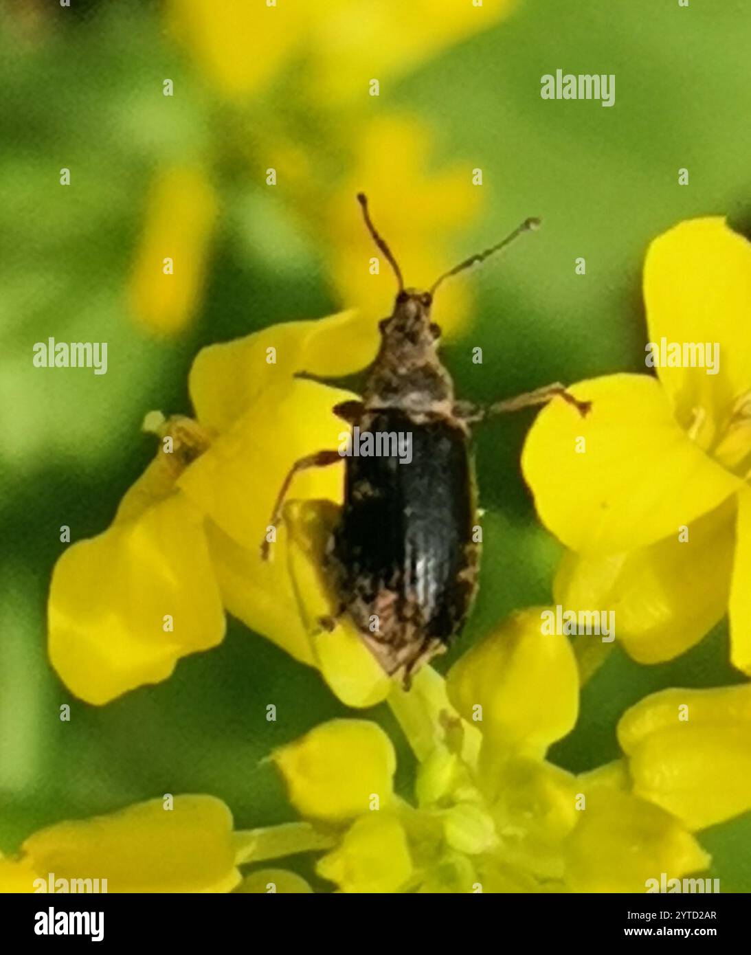 Common Leaf Weevil (Phyllobius pyri Stock Photo - Alamy