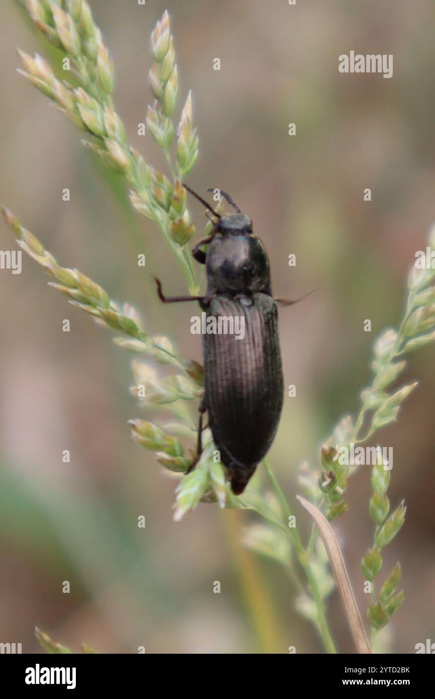 green click beetle (Selatosomus aeneus Stock Photo - Alamy