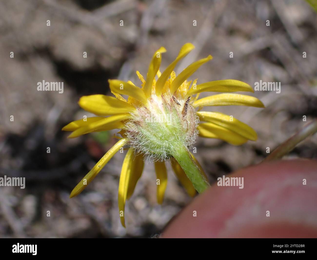 Desert Yellow Fleabane (Erigeron linearis Stock Photo - Alamy
