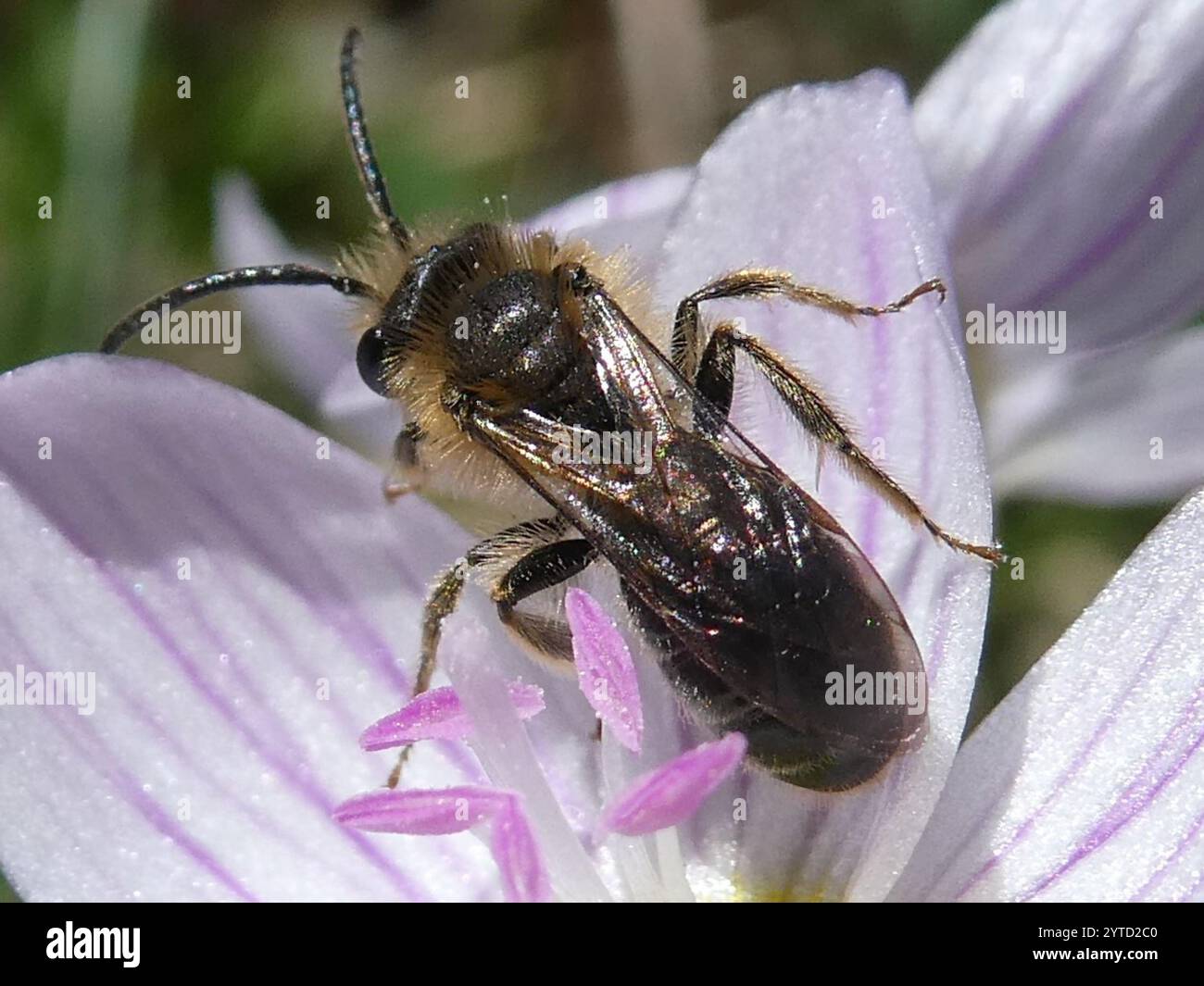 Mining Bees (Andrena Stock Photo - Alamy