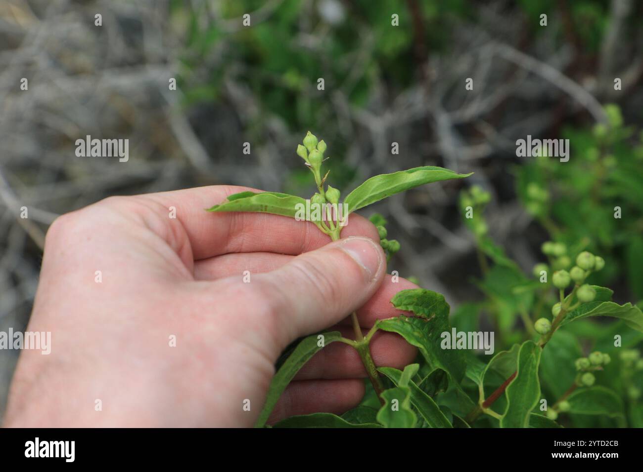 Lewis' mock orange (Philadelphus lewisii Stock Photo - Alamy