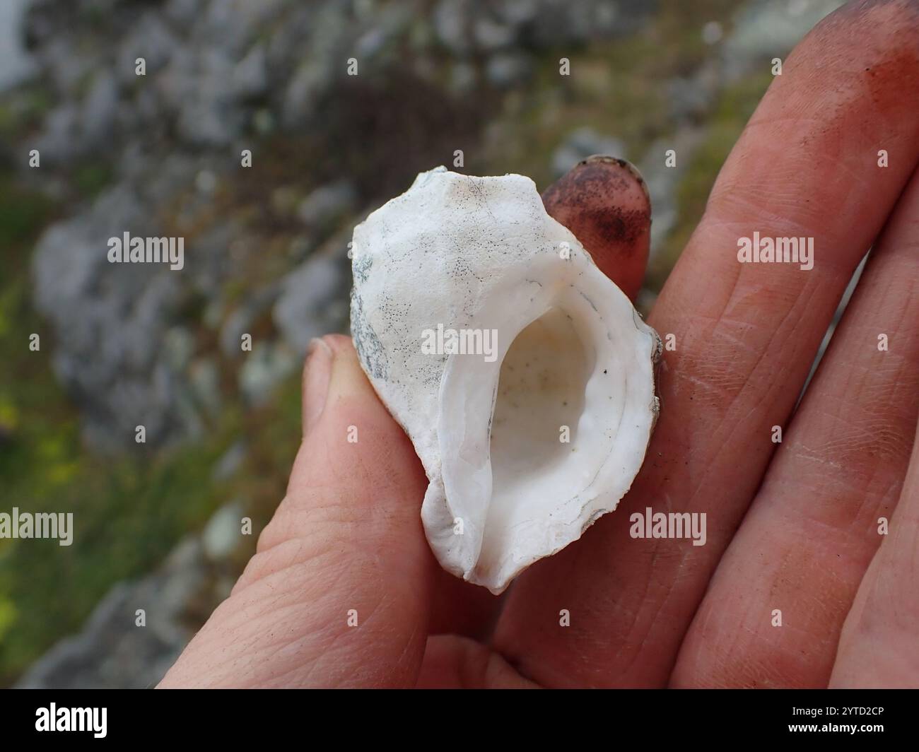 Frilled dogwinkle hi-res stock photography and images - Alamy