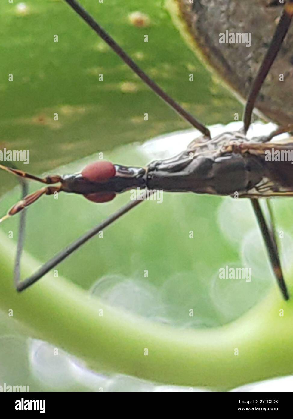 Banana Flies (Neriidae Stock Photo - Alamy