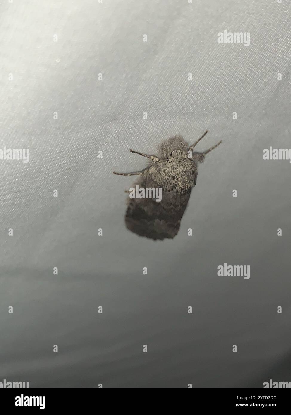 Variable Oakleaf Caterpillar Moth (Lochmaeus manteo Stock Photo - Alamy