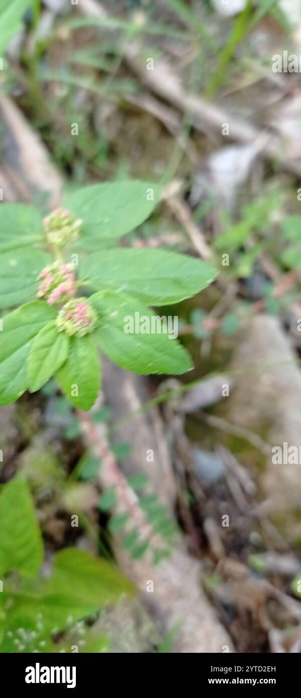 Asthma plant (Euphorbia hirta Stock Photo - Alamy