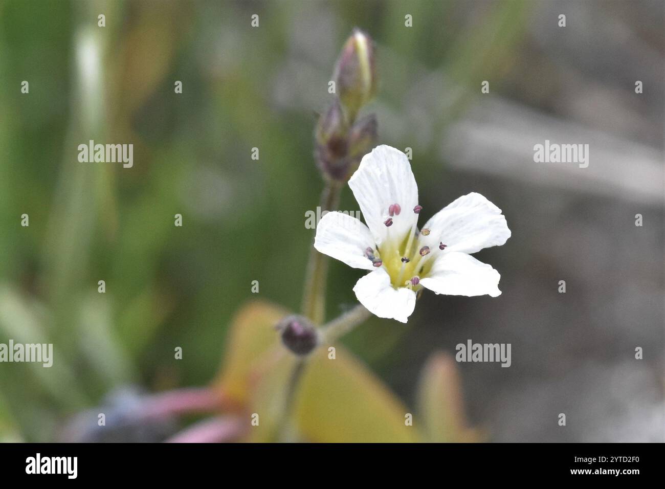 Fescue Sandwort (Eremogone capillaris Stock Photo - Alamy