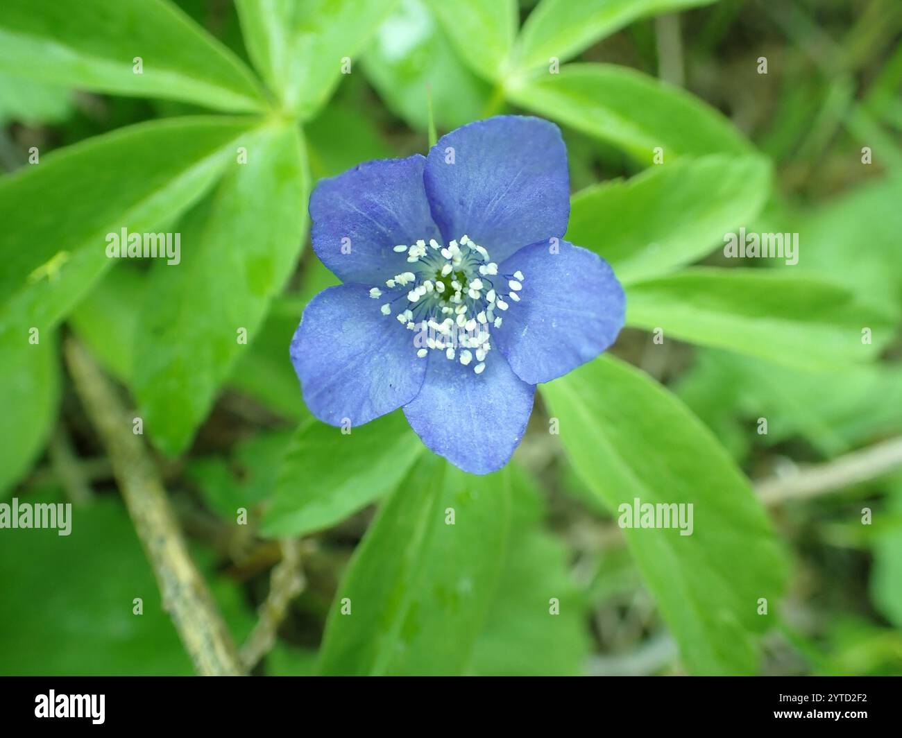 Oregon anemone (Anemonoides oregana Stock Photo - Alamy