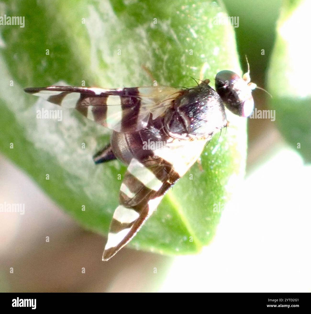Fruitfly hi-res stock photography and images - Alamy
