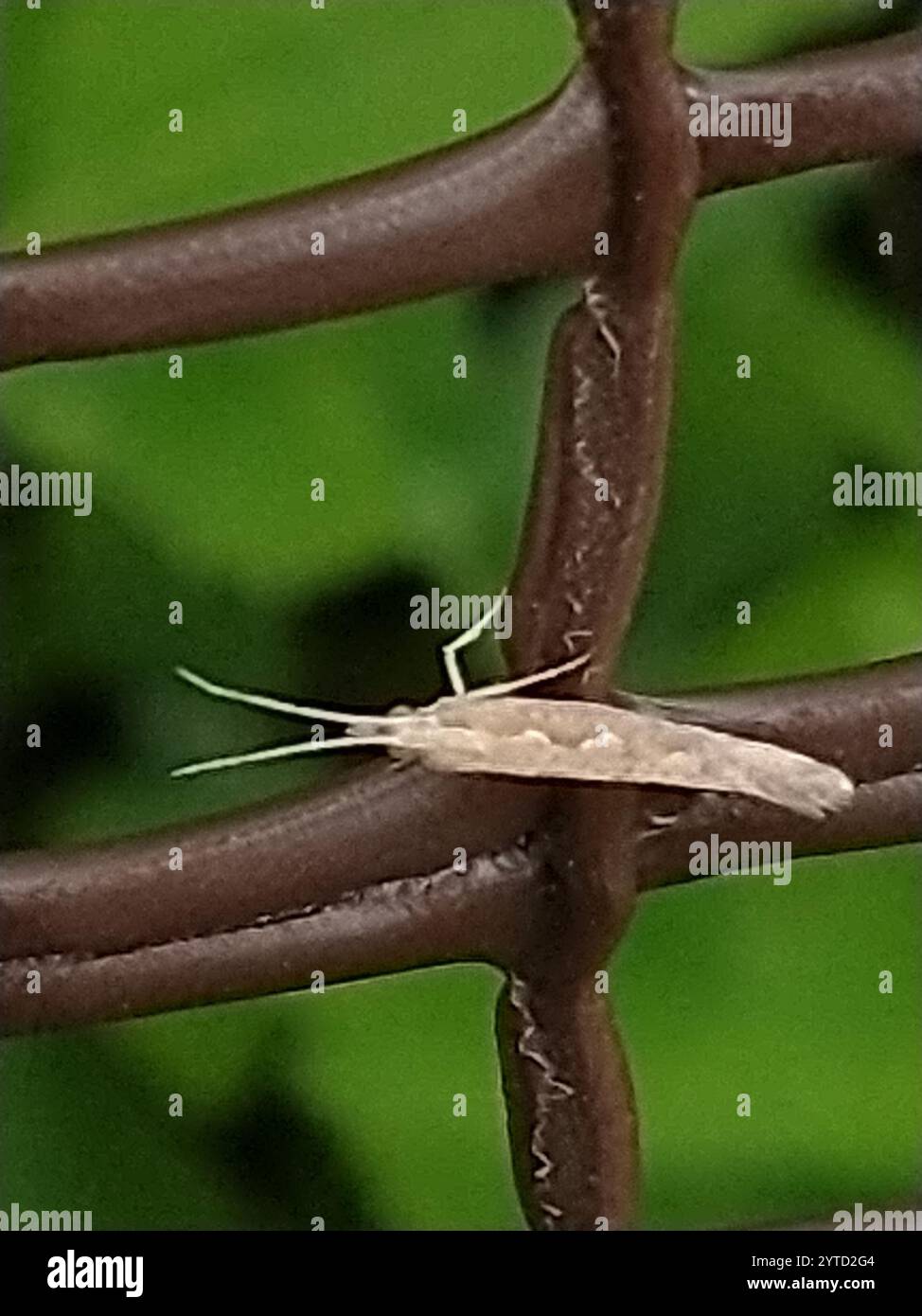 Diamondback Moth (Plutella xylostella Stock Photo - Alamy