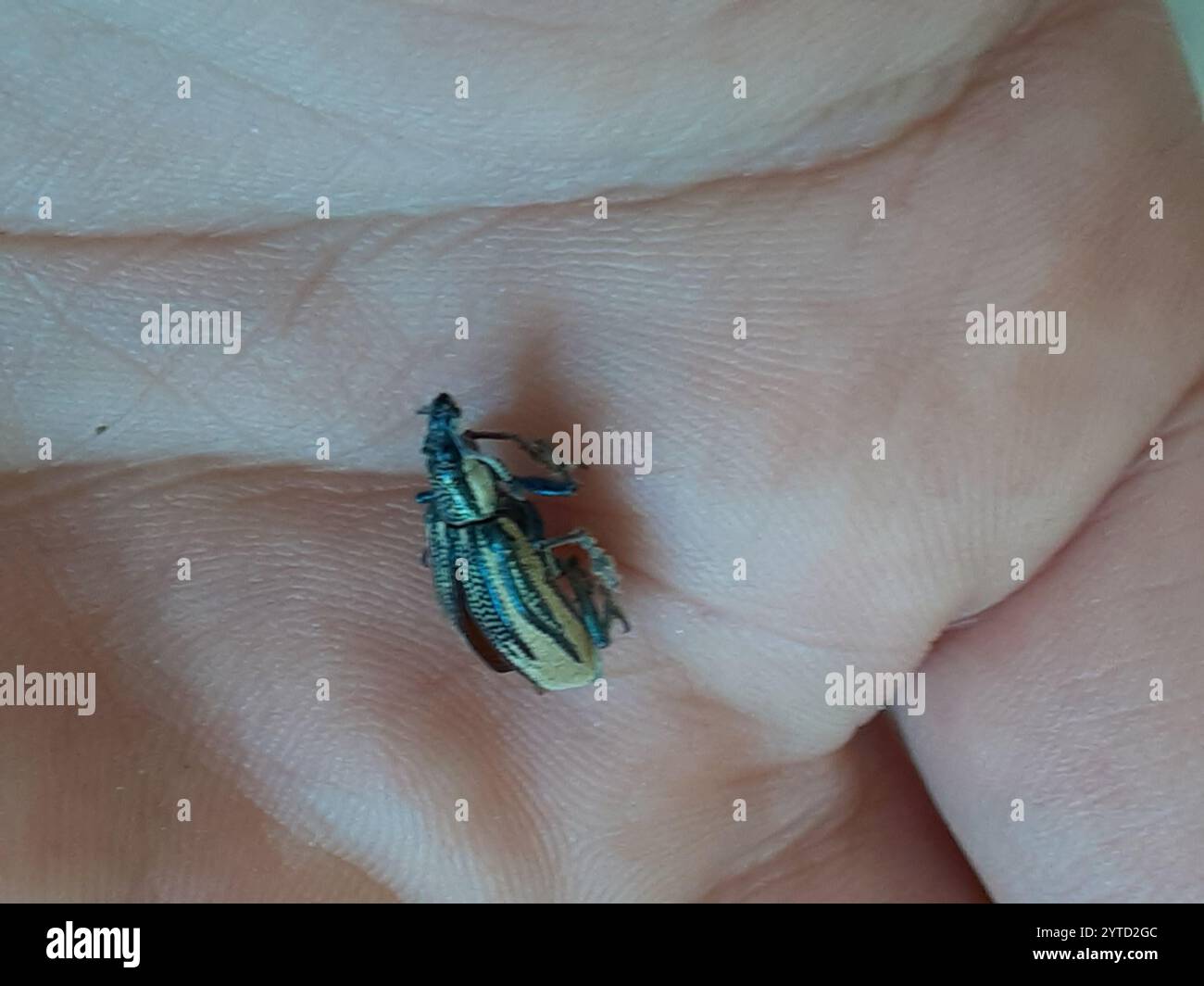 Diaprepes abbreviatus hi-res stock photography and images - Alamy