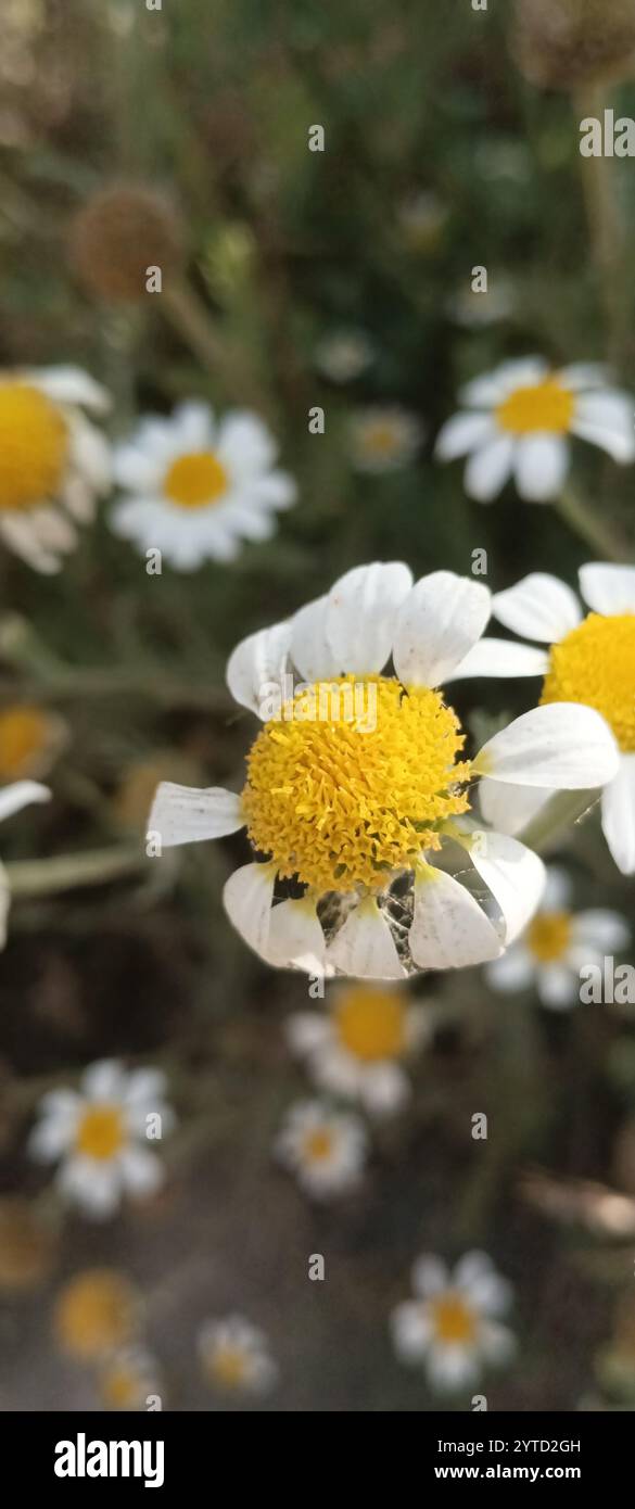 White Buttons (Anacyclus clavatus Stock Photo - Alamy
