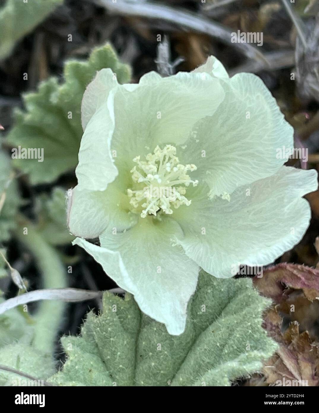 alkali mallow (Malvella leprosa Stock Photo - Alamy