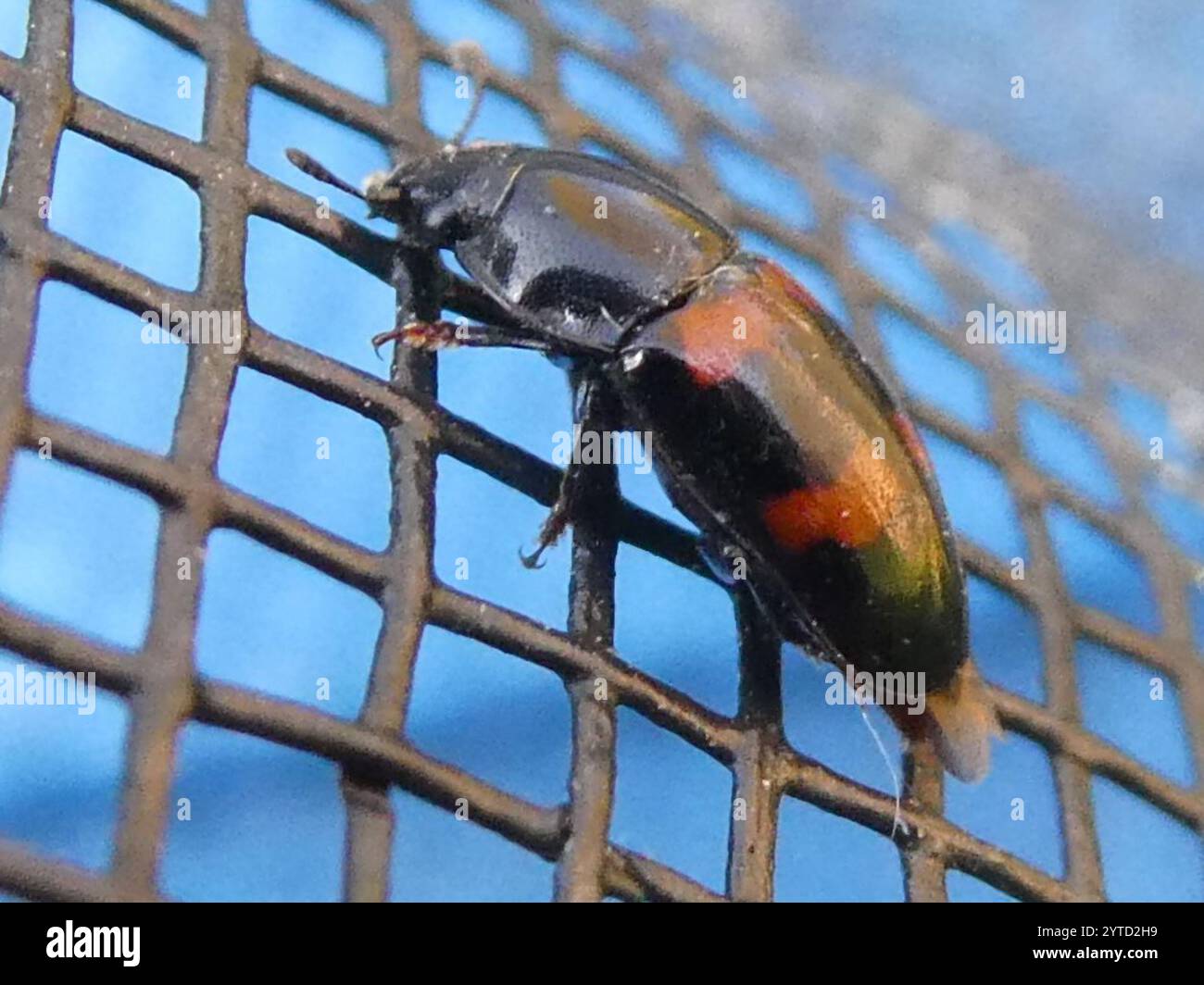 Bloody Sap Beetle (Glischrochilus sanguinolentus Stock Photo - Alamy