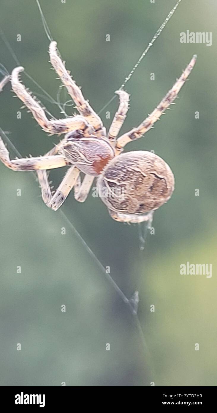 Grey Cross Spider (Larinioides sclopetarius Stock Photo - Alamy
