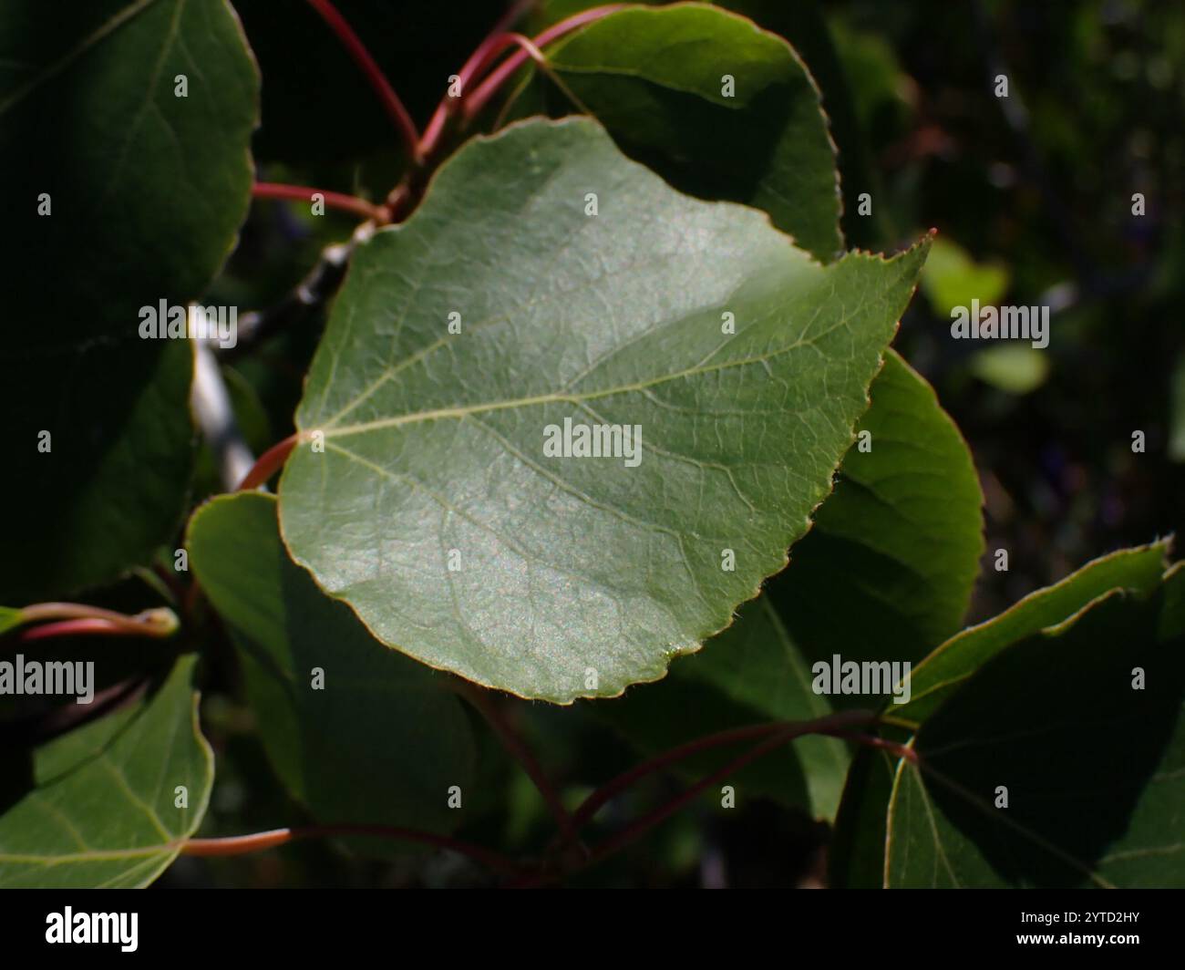 trembling aspen (Populus tremuloides Stock Photo - Alamy