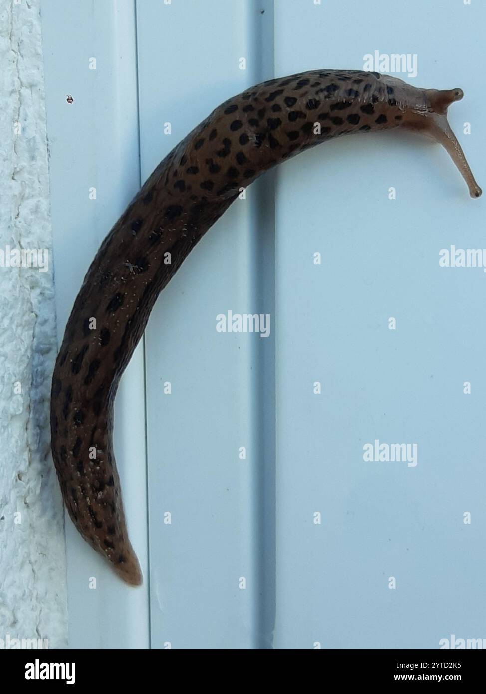 Leopard Slug (Limax maximus Stock Photo - Alamy