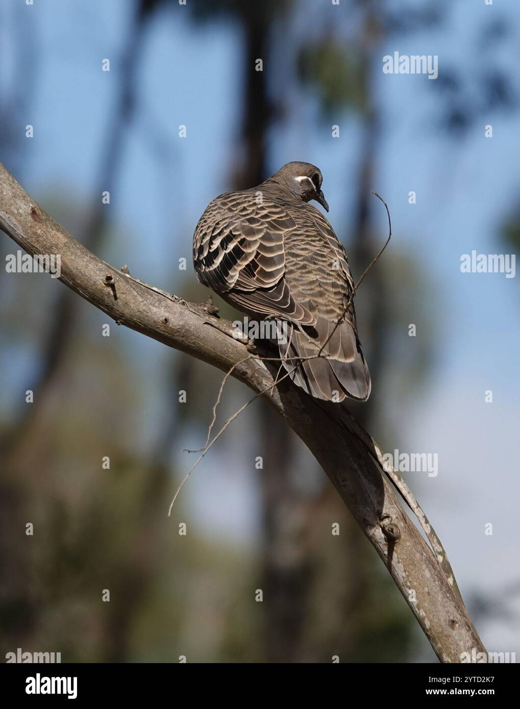 Common Bronzewing (Phaps chalcoptera Stock Photo - Alamy