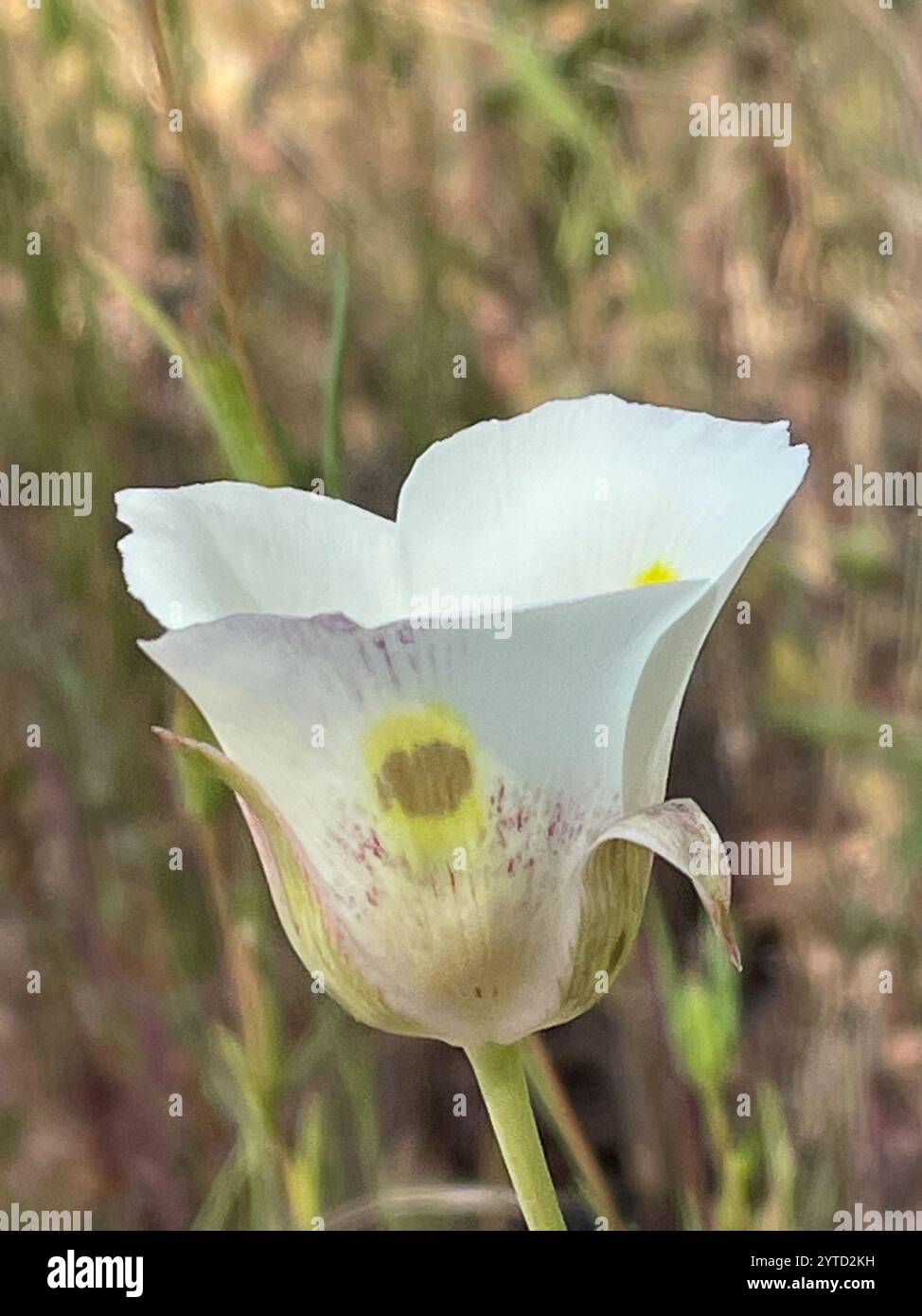 Superb Mariposa Lily (Calochortus superbus Stock Photo - Alamy