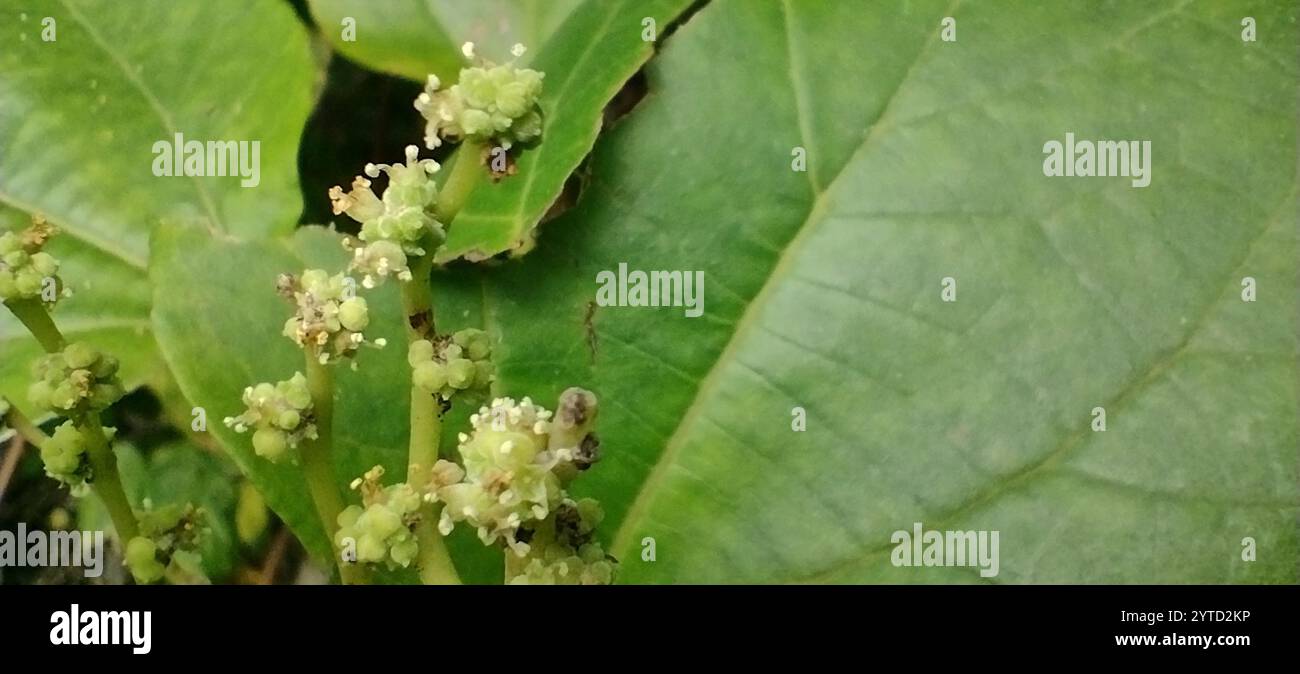 nettle family (Urticaceae Stock Photo - Alamy