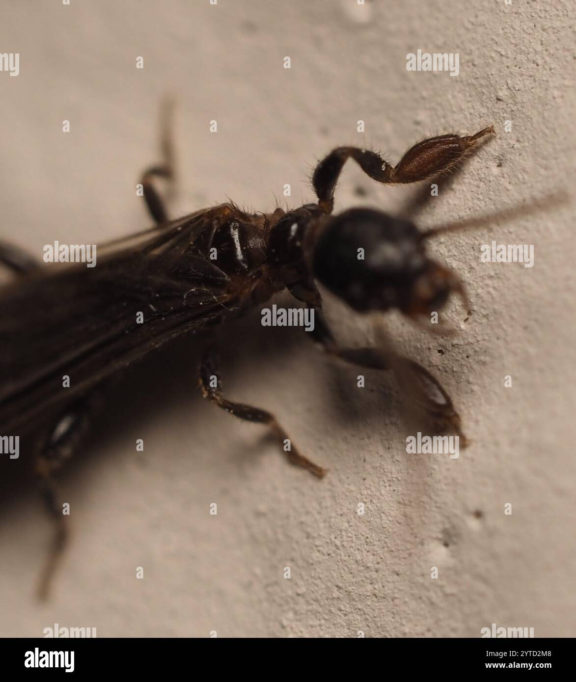 Black Webspinner (Oligotoma nigra Stock Photo - Alamy