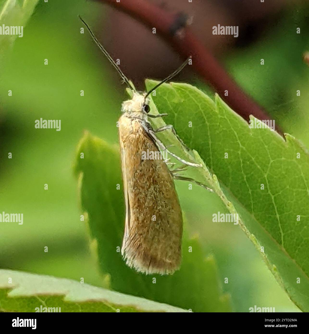 Butterflies and Moths (Lepidoptera Stock Photo - Alamy