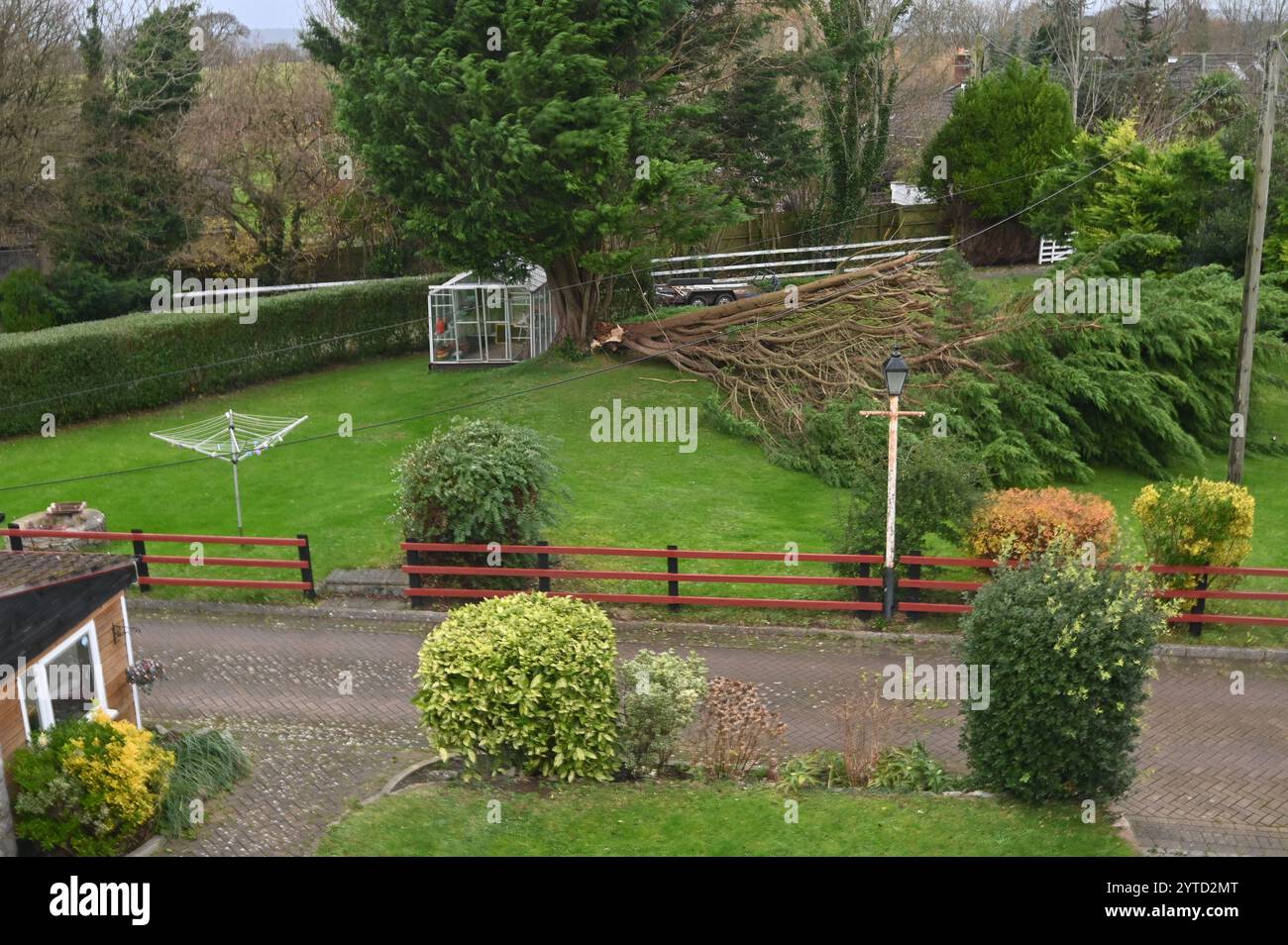 Storm darragh tree hi-res stock photography and images - Alamy