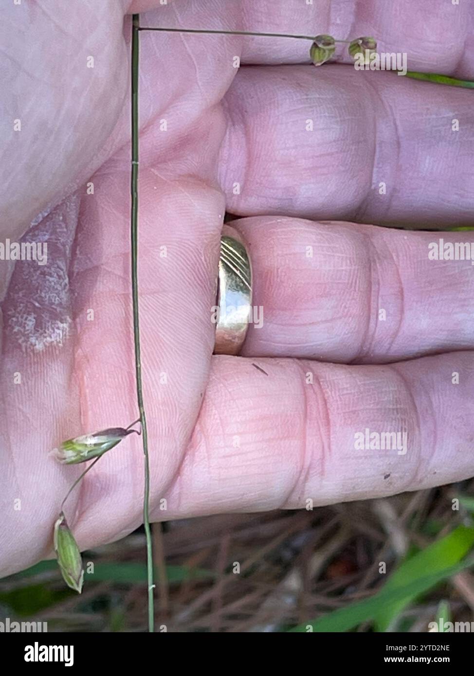 Twoflower Melicgrass (Melica mutica Stock Photo - Alamy