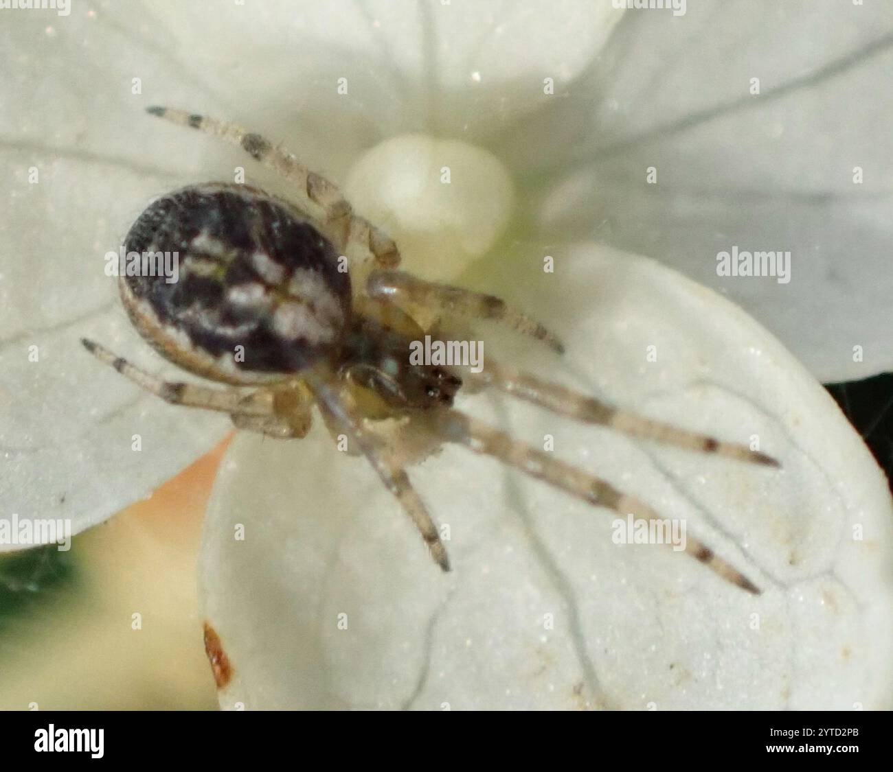 Silver-sided Sector Spider (Zygiella x-notata Stock Photo - Alamy