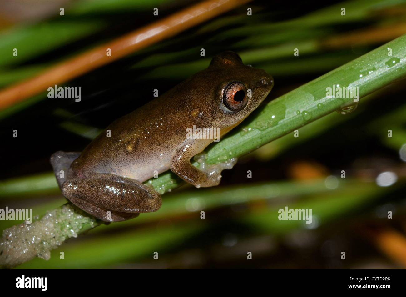 Yellow-spotted Reed Frog (Hyperolius stictus Stock Photo - Alamy