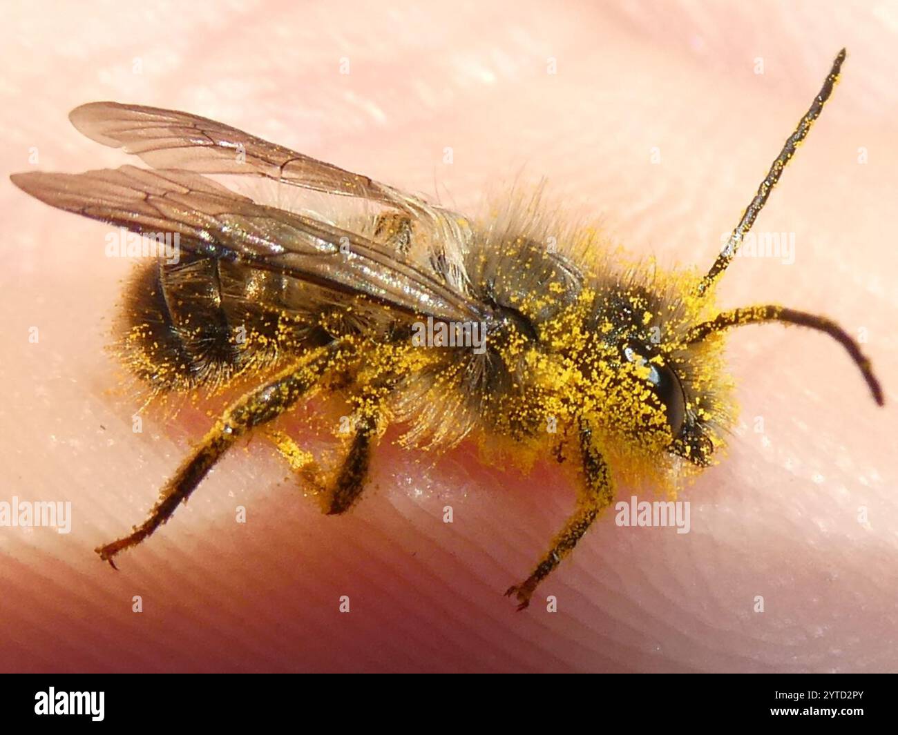 Horn-faced Mason Bee (Osmia cornifrons Stock Photo - Alamy