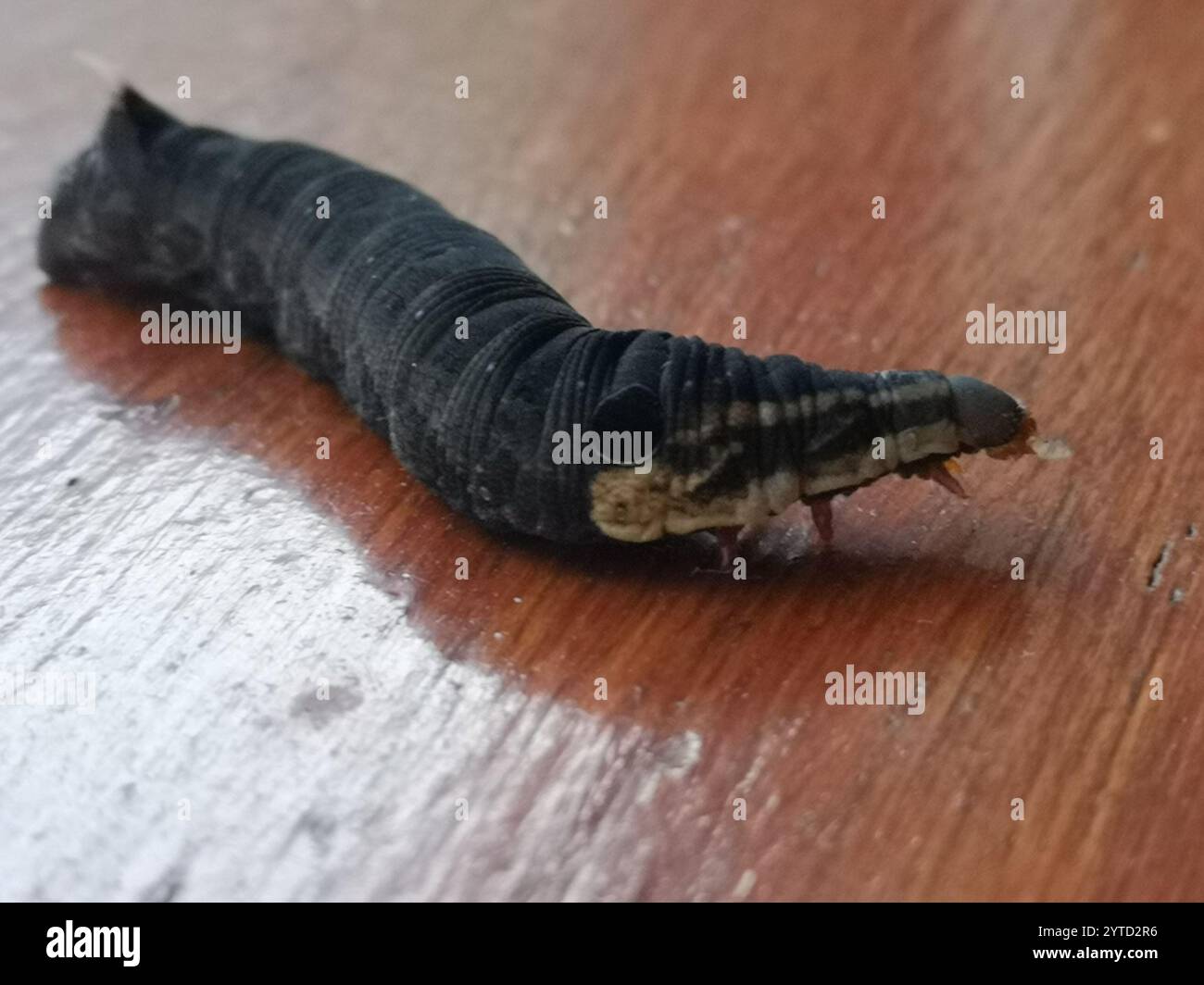 Common Striped Hawkmoth (Hippotion eson Stock Photo - Alamy