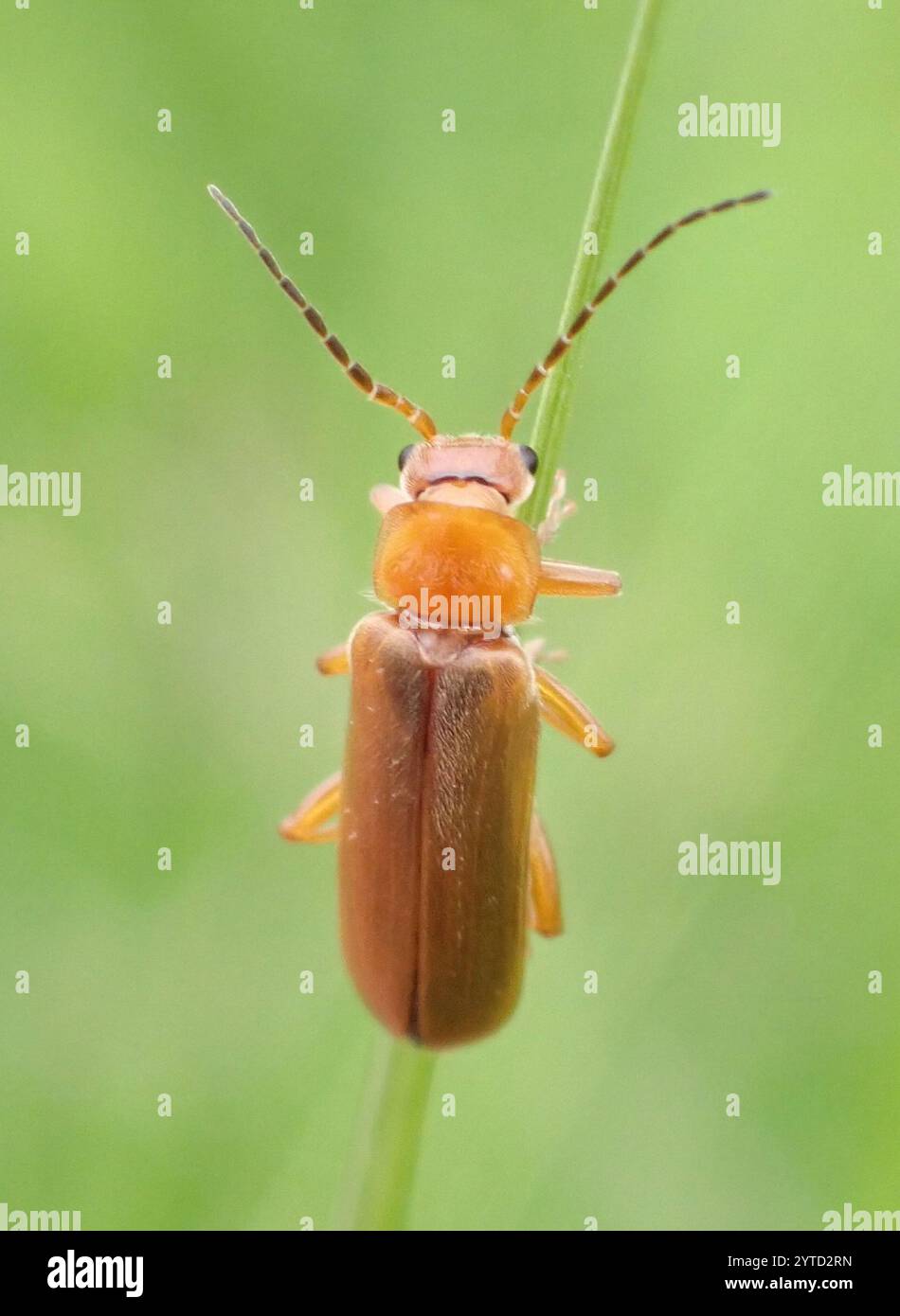 Red Soldier Beetle (Cantharis rufa Stock Photo - Alamy