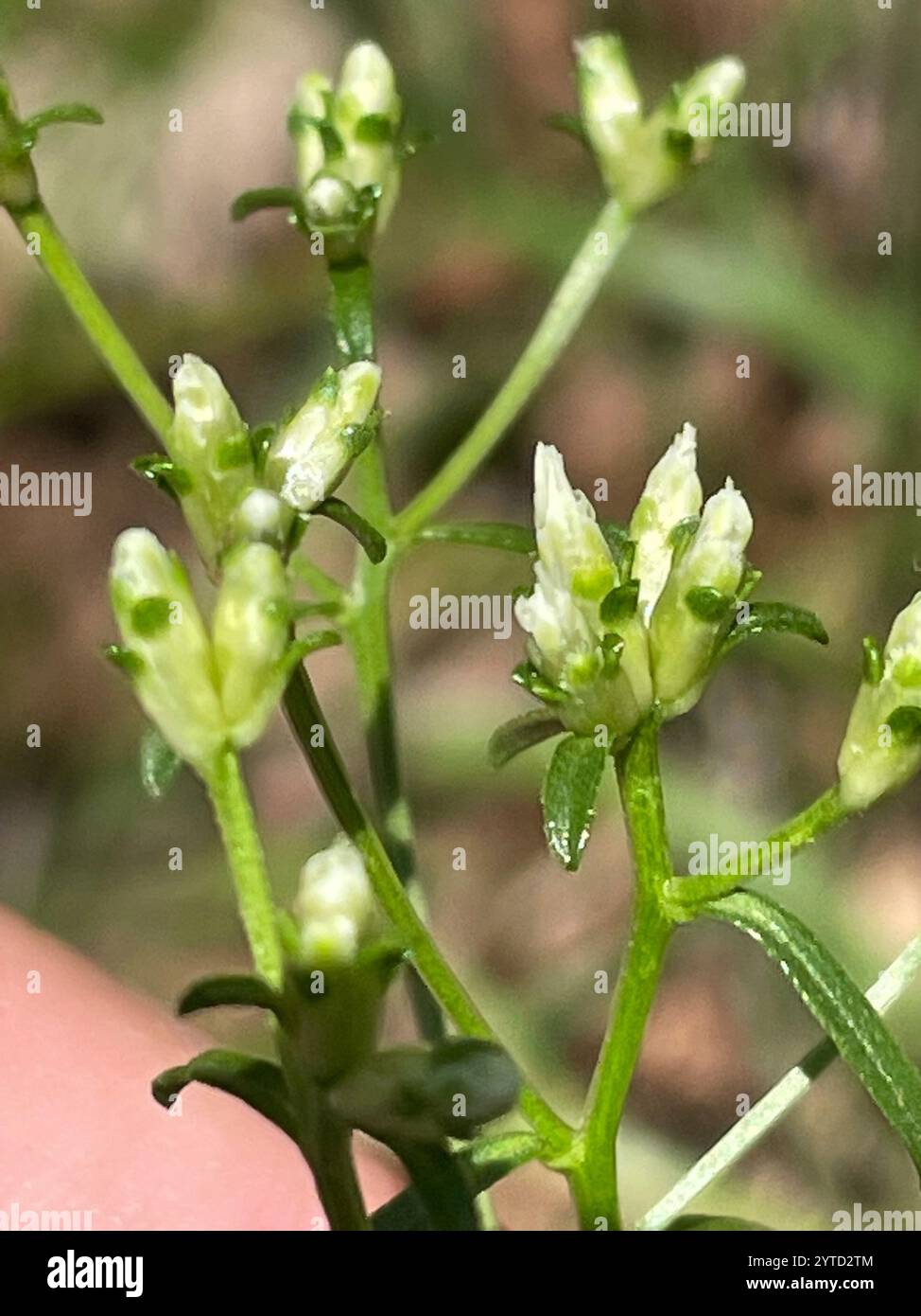 Narrowleaf Whitetop Aster (Sericocarpus linifolius Stock Photo - Alamy