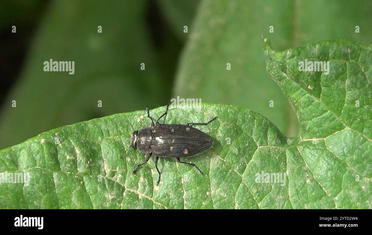 Gold Pit Oak Splendour Beetle (Chrysobothris affinis Stock Photo - Alamy