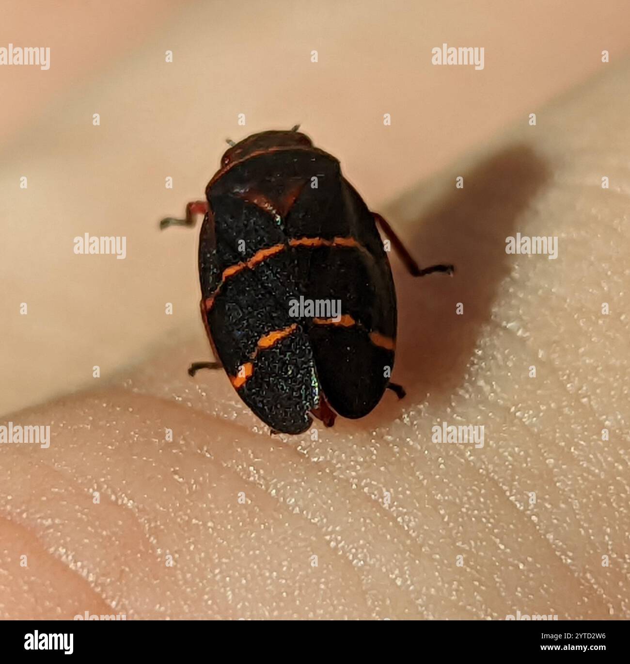 Two lined spittlebug prosapia bicincta hi-res stock photography and ...