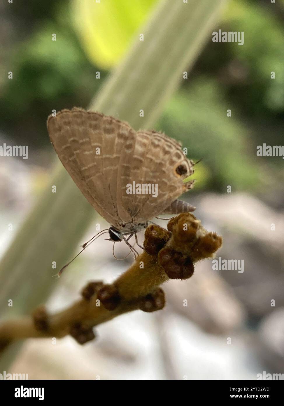 Dark Cerulean (Jamides bochus Stock Photo - Alamy