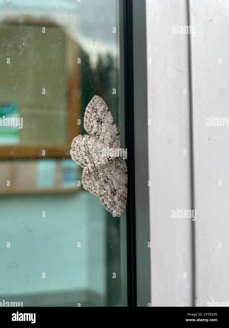 Small Engrailed (Ectropis crepuscularia Stock Photo - Alamy