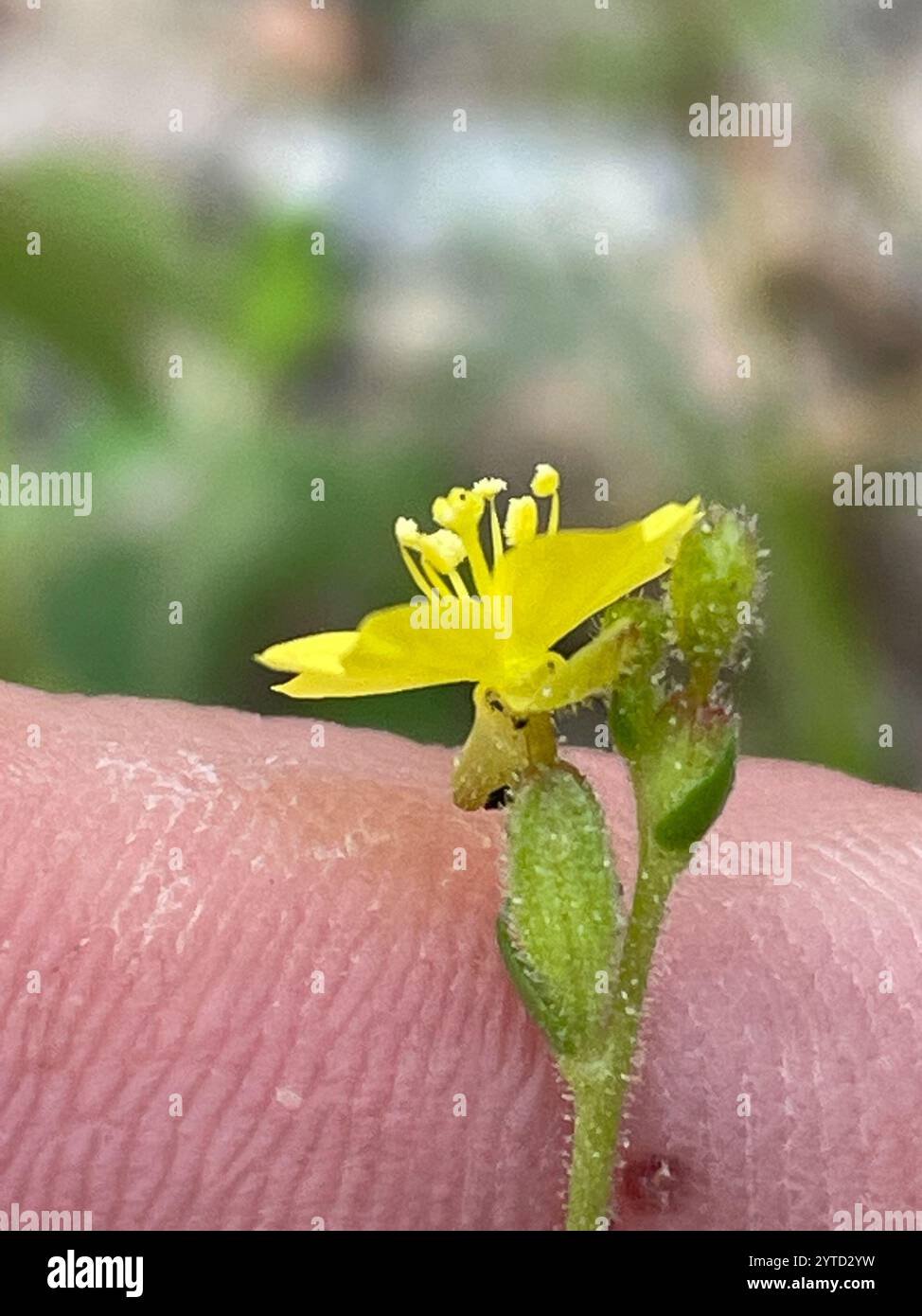 Threadleaf Evening Primrose (Oenothera linifolia Stock Photo - Alamy