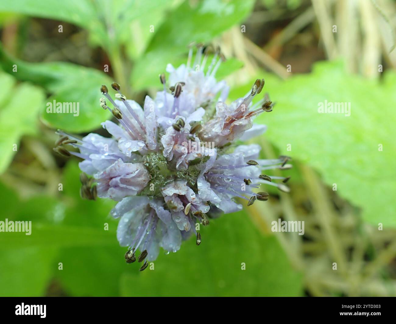 ballhead waterleaf (Hydrophyllum capitatum Stock Photo - Alamy