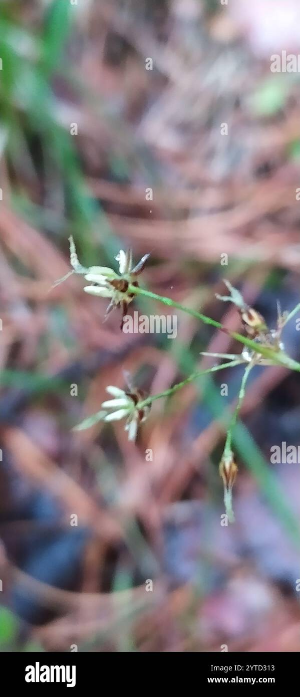 Hairy Woodrush (Luzula pilosa Stock Photo - Alamy