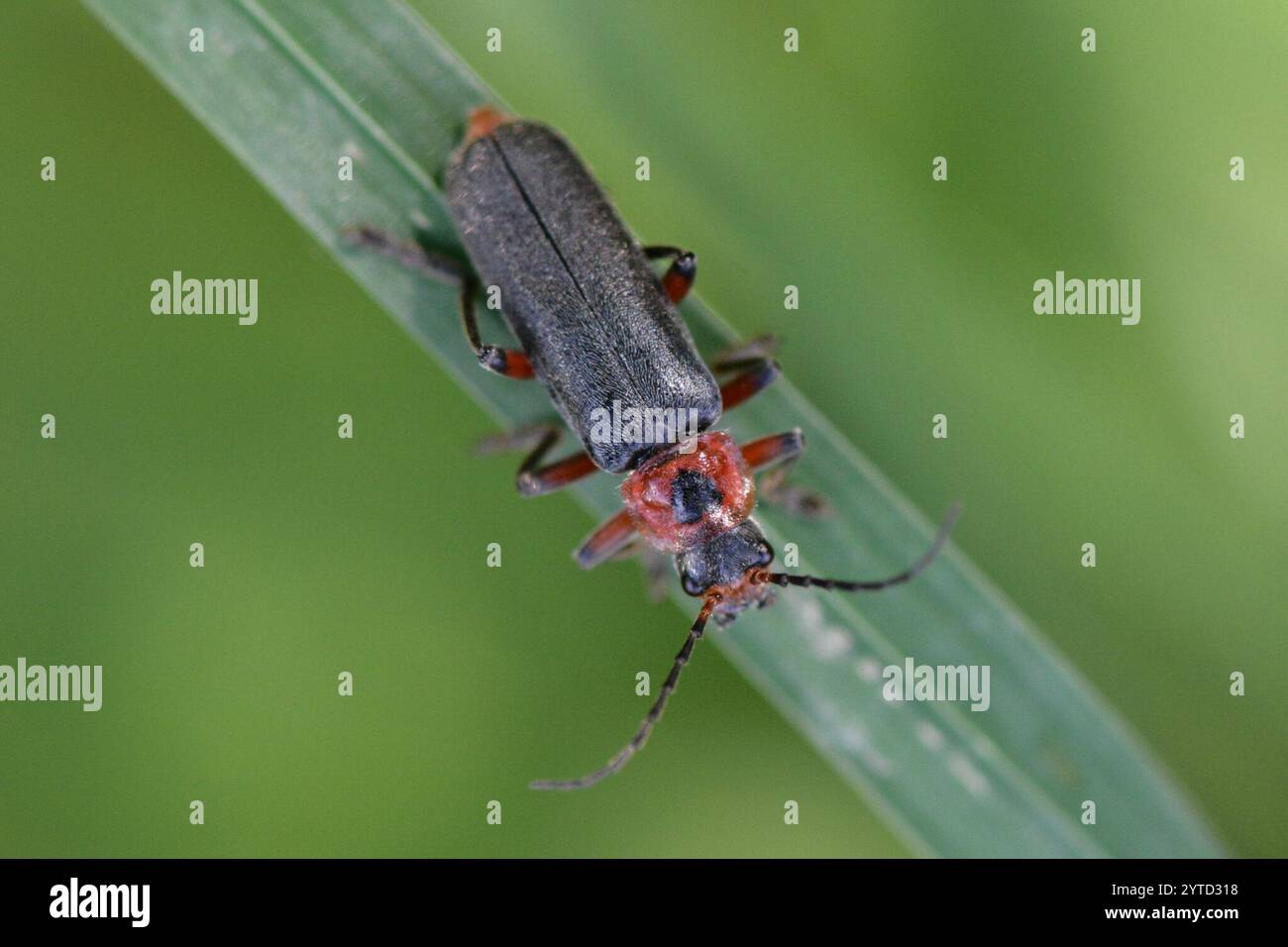 Rustic Sailor Beetle (Cantharis rustica Stock Photo - Alamy
