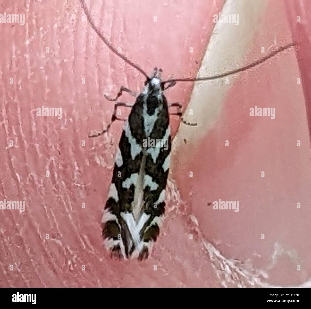 Marbleseed hi-res stock photography and images - Alamy