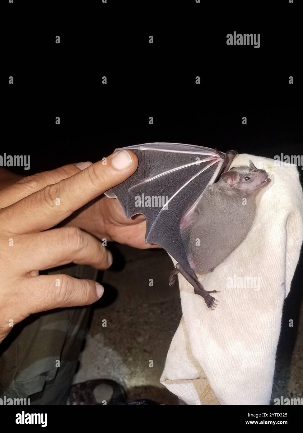 Neotropical Fruit Bats (Artibeus Stock Photo - Alamy