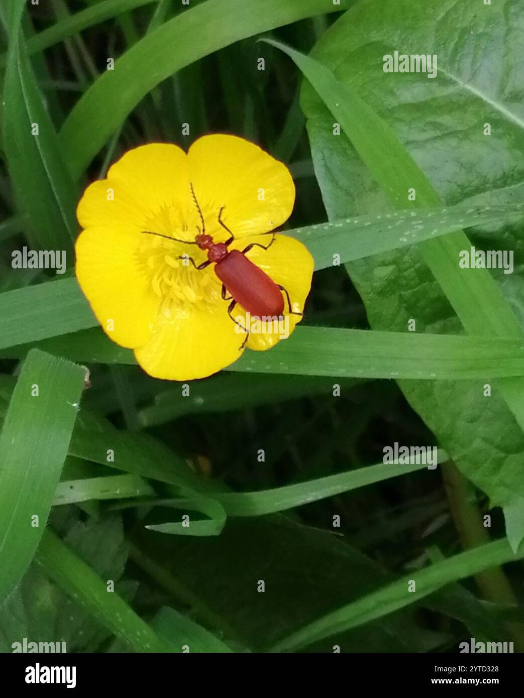 Common Cardinal Beetle (Pyrochroa serraticornis Stock Photo - Alamy