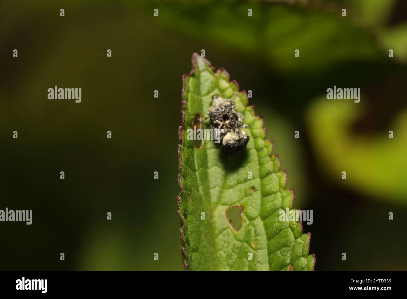 Figwort weevil hi-res stock photography and images - Alamy