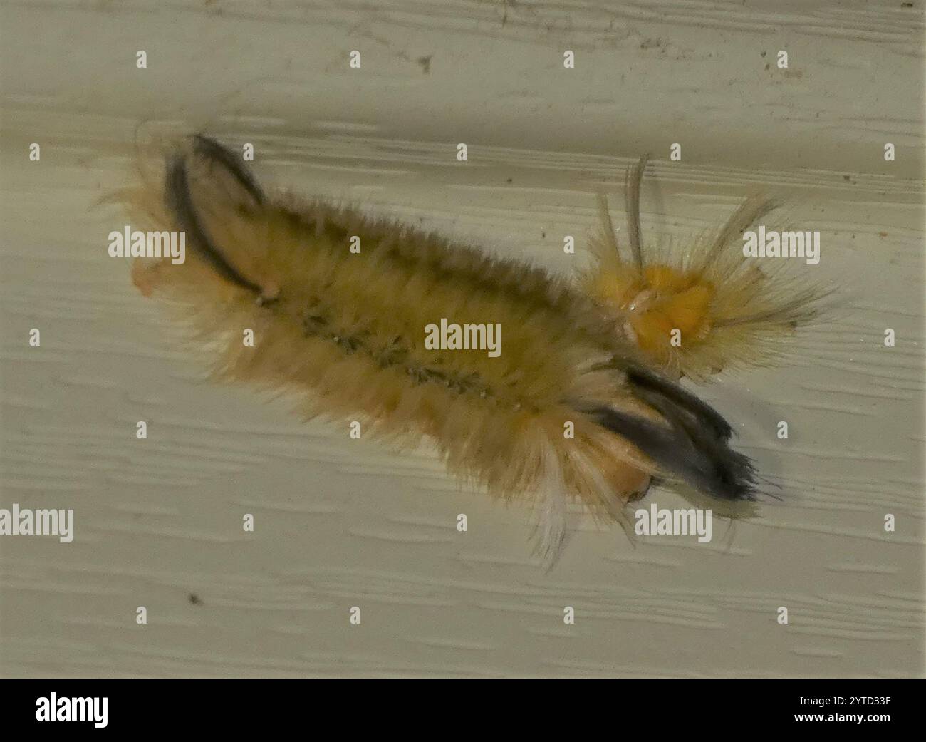 Banded Tussock Moth (Halysidota tessellaris Stock Photo - Alamy
