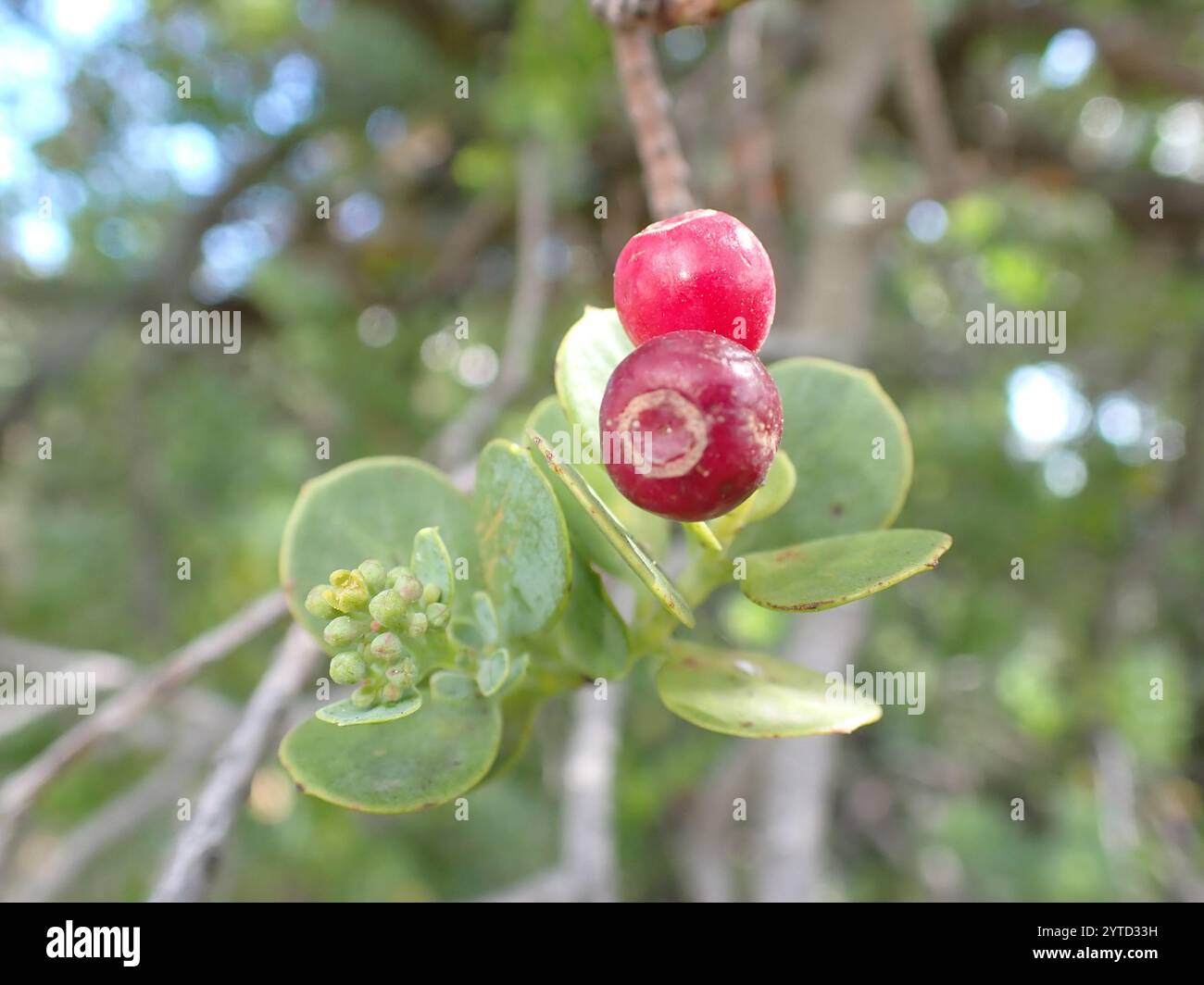 Cape Sumach (Colpoon compressum Stock Photo - Alamy