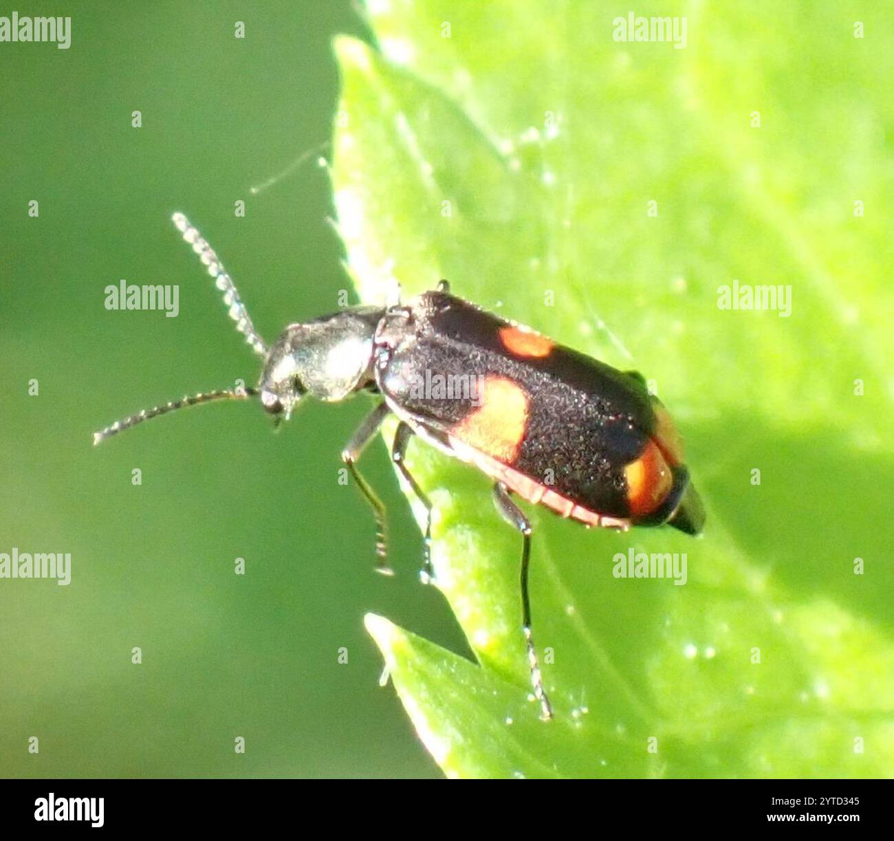 Anthocomus fasciatus hi-res stock photography and images - Alamy