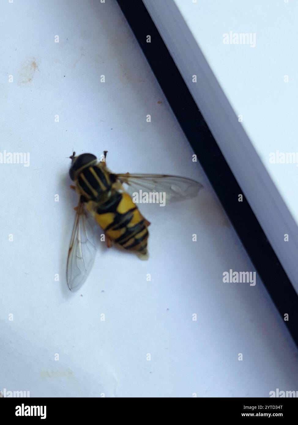 Sun Fly (Helophilus pendulus Stock Photo - Alamy