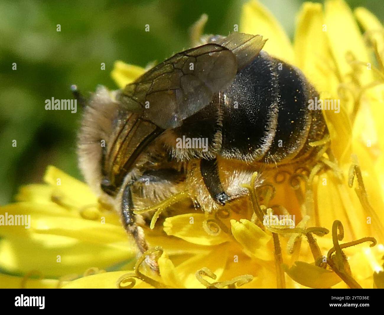 Unequal Cellophane Bee (Colletes inaequalis Stock Photo - Alamy